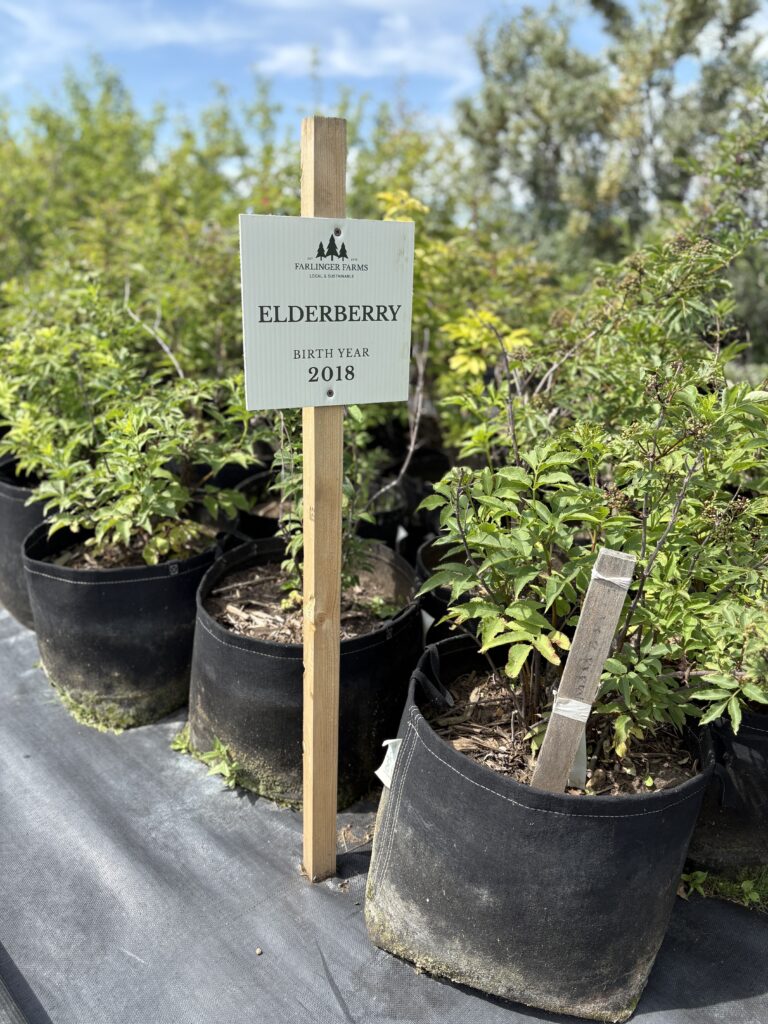 Elderberry Tree - Farlinger Farms